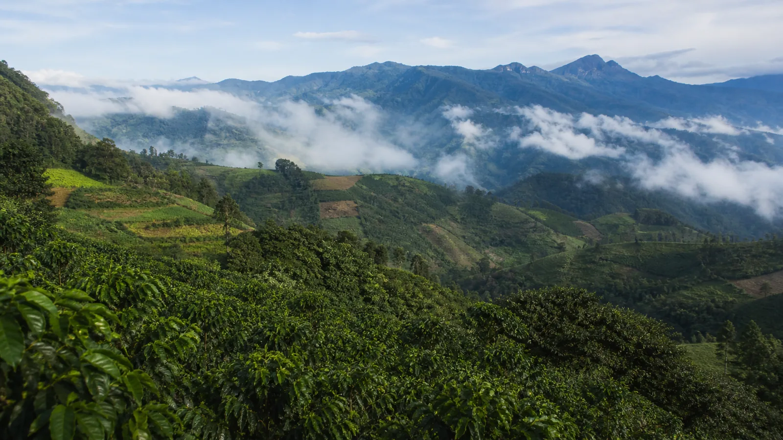 Peruvian Coffee Guide: Flavor, Regions & Organic Beans